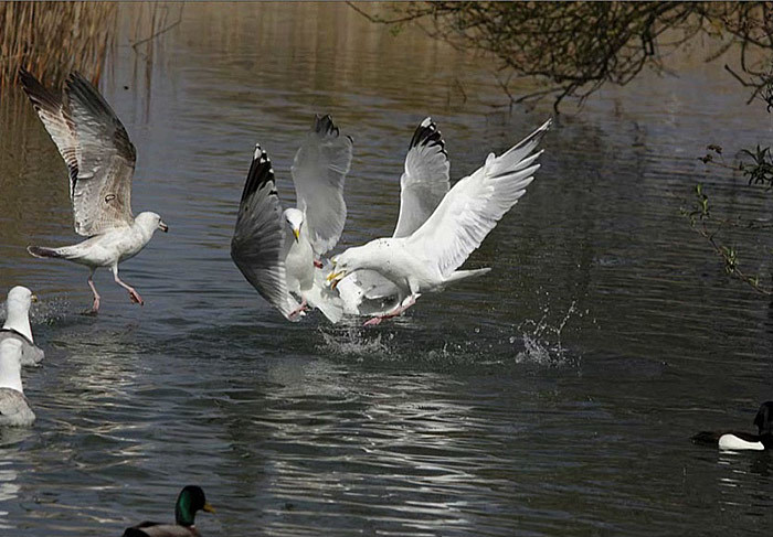 How To Effectively Remove Unwanted Objects In Photoshop